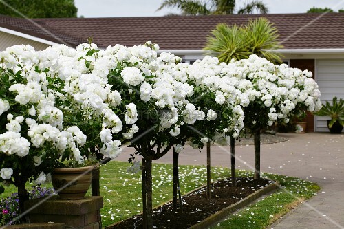 Flowering white standard roses – Buy image – 11088912 living4media