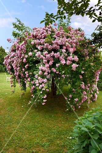 Üppig blühender, hochgebundener, rosa ... – Bild kaufen – 11390800 ...